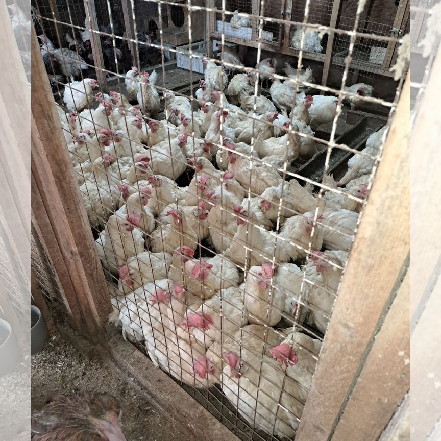 Продам куриц