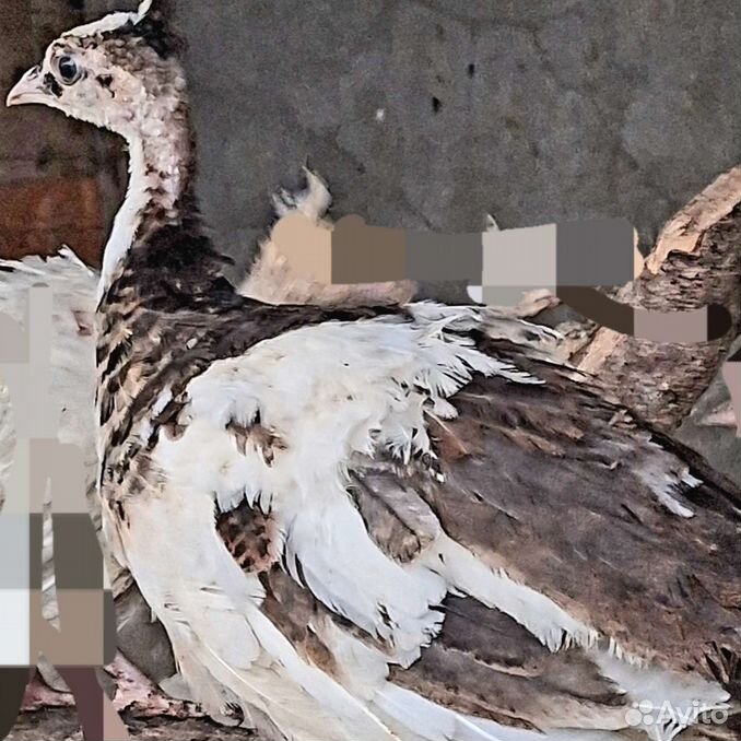 Павлинята индийские и арлекины