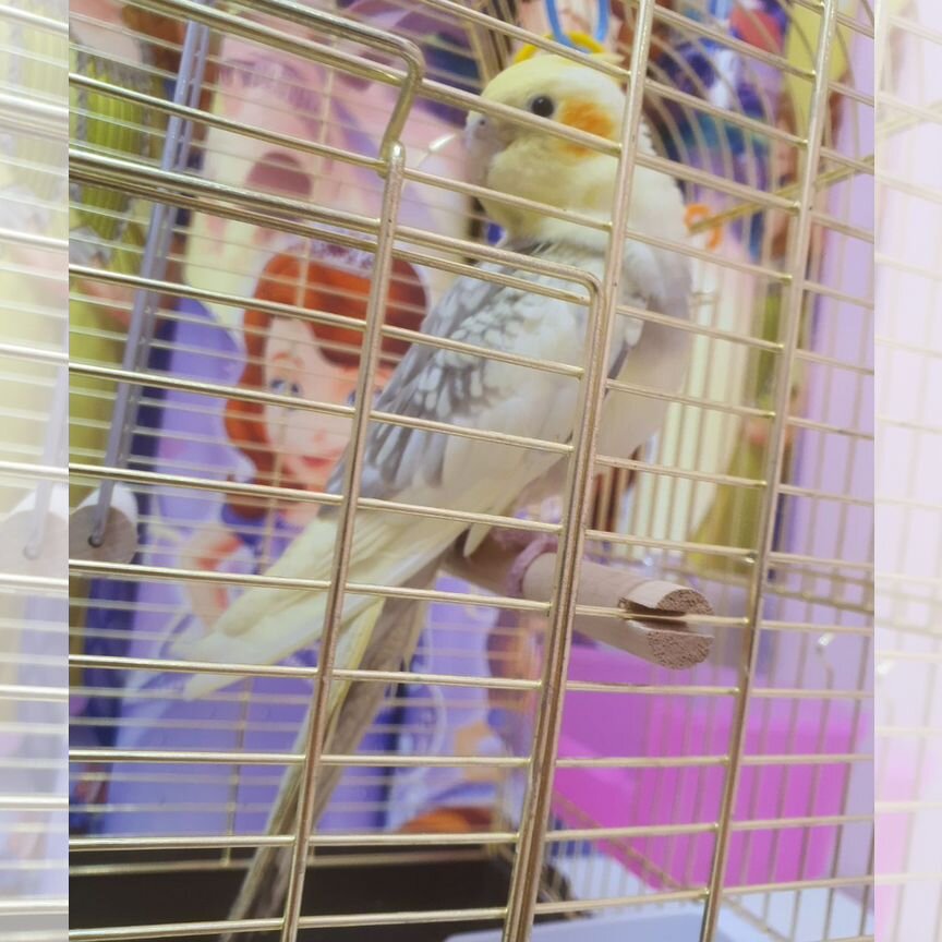 Попугай Корелла 3 месяца