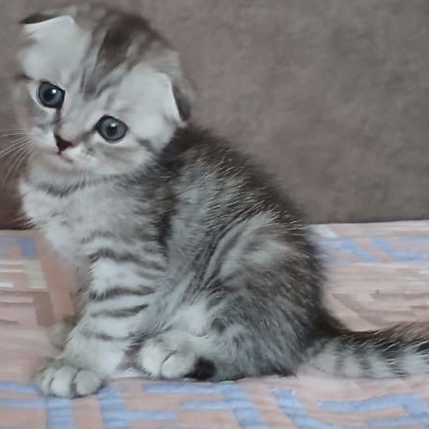 Шотландская