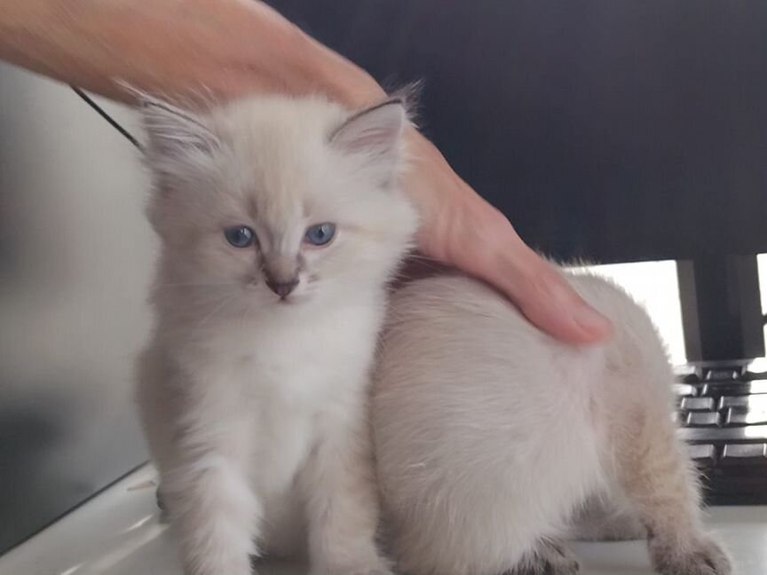 Тайские котята