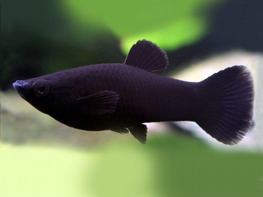 Моллинезии чёрные и серые