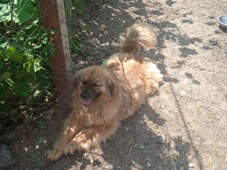 Тоша в добрые руки