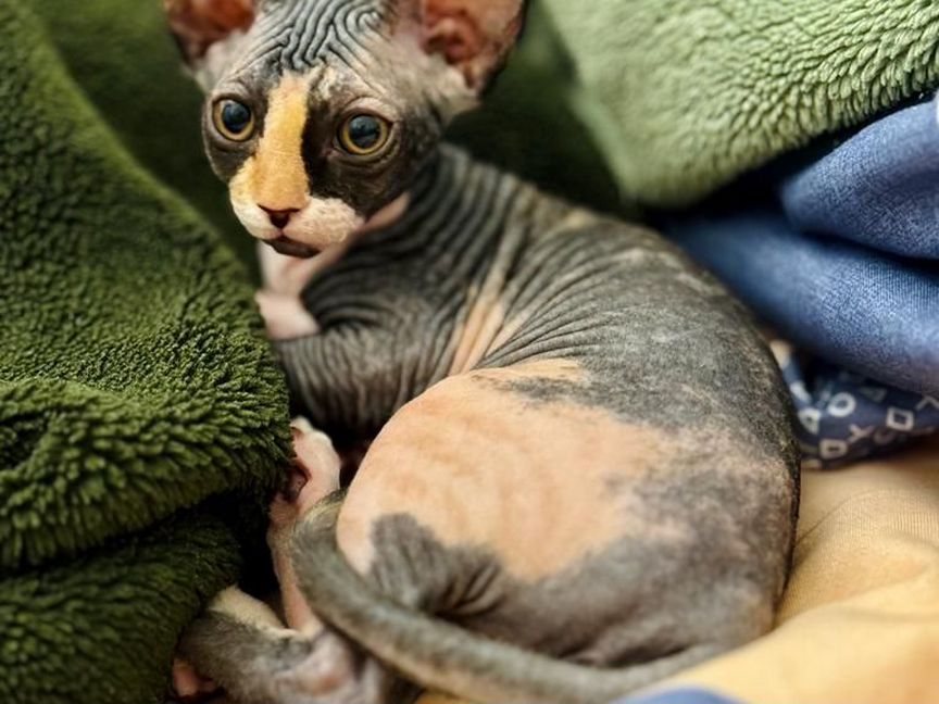 Канадский сфинкс катята