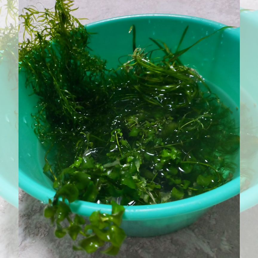 Аквариумные растения