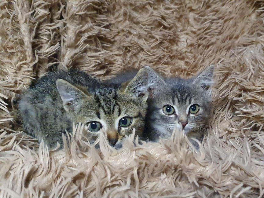 Срочный пристрой Котята, Дичьки