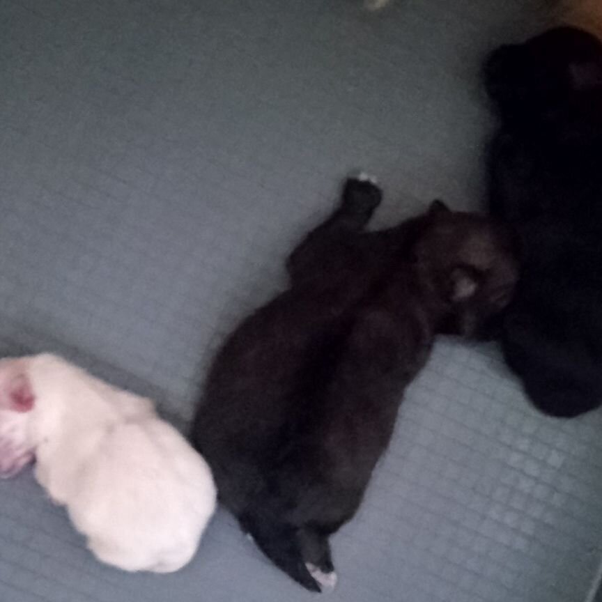 Померанский шпиц