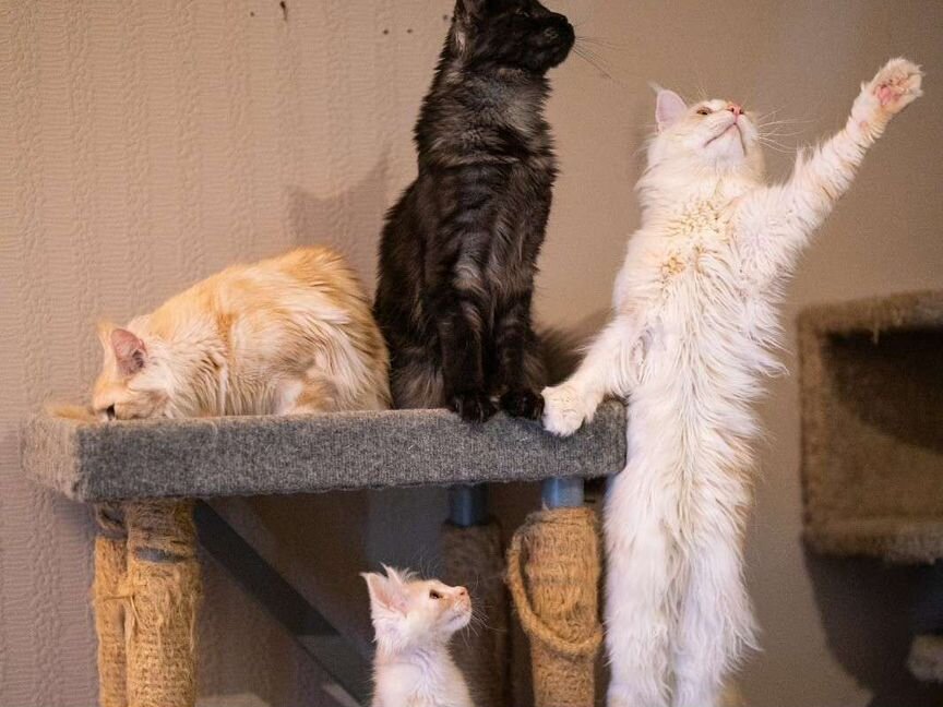 Котята мейн-кун