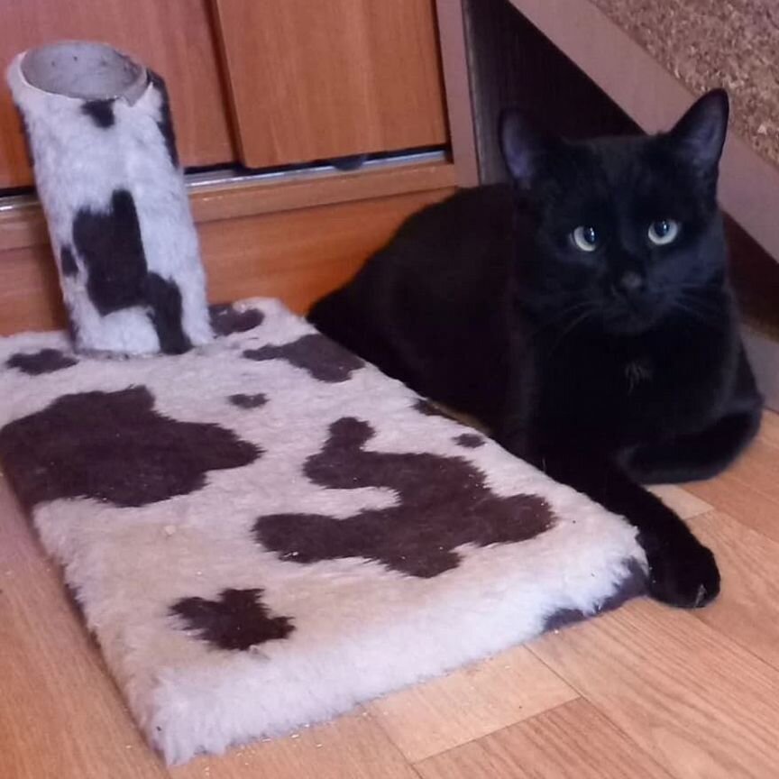 Коты в добрые руки