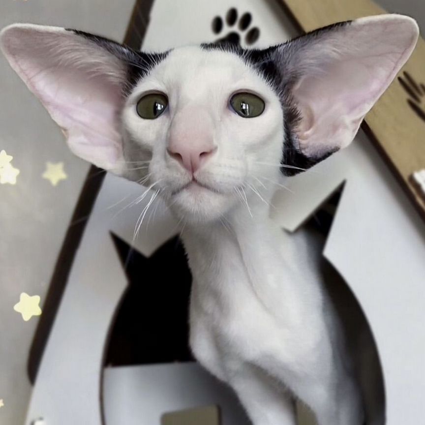 Ориентальный котёнок