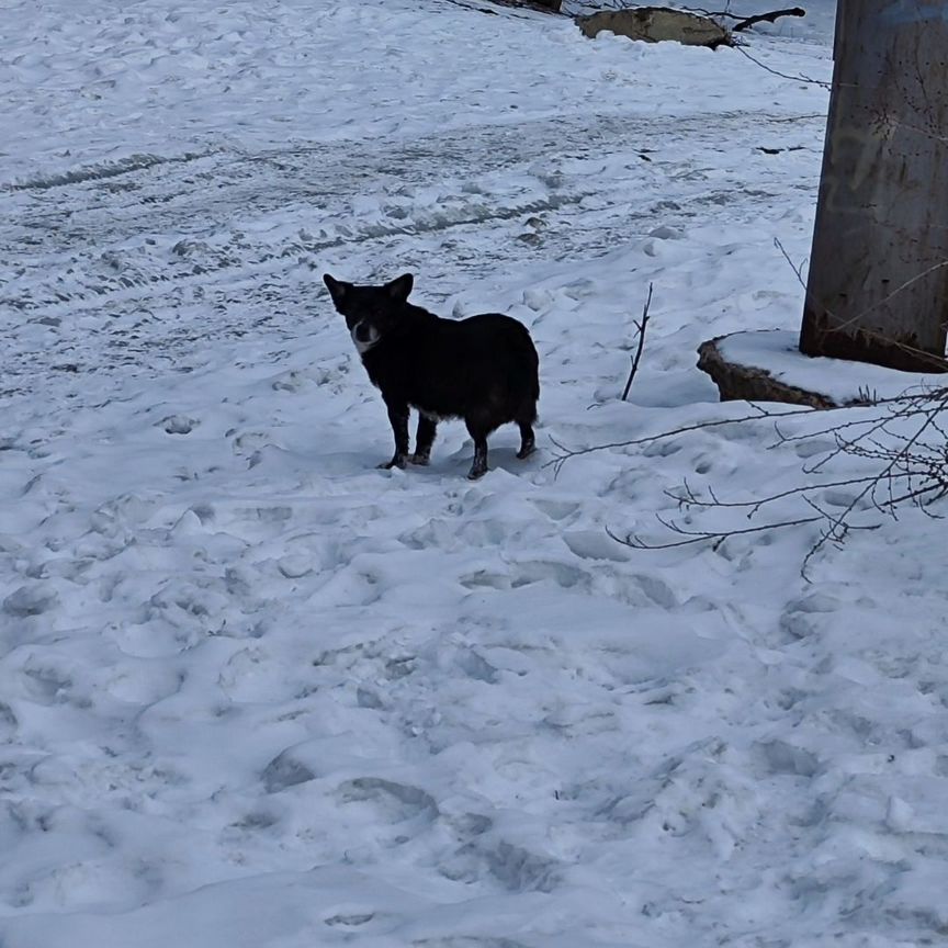 Потерялась собака