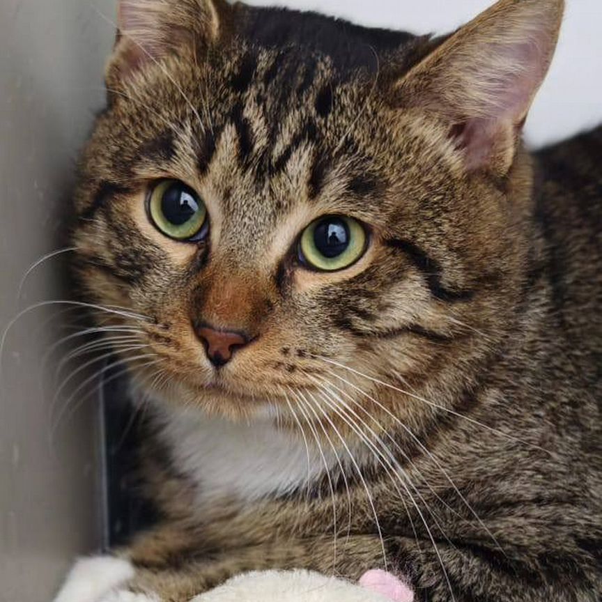 Котик очень ласковый