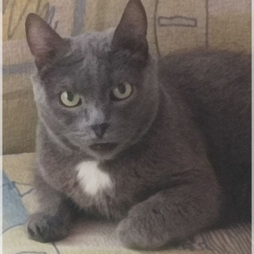 Взрослый кот в добрые руки