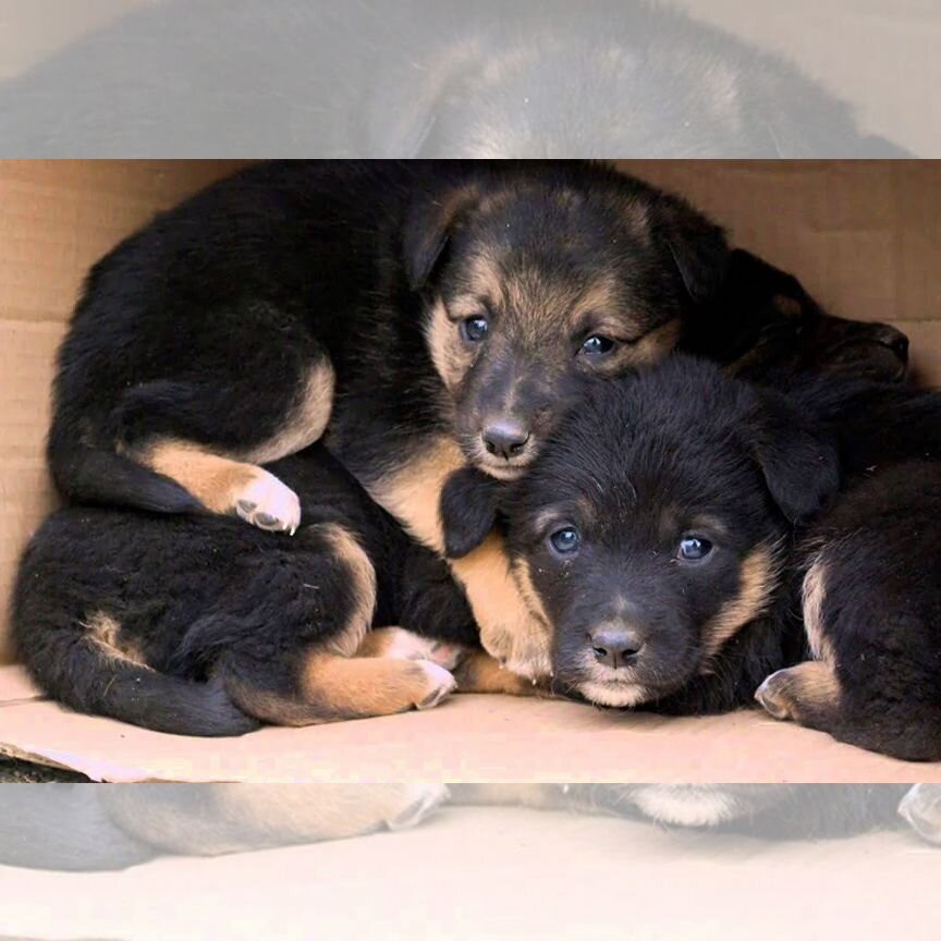 Щенок в добрые руки