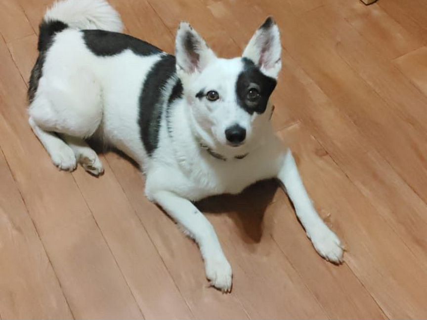 Маленькая собачка Зайка 1,5 года ищет дом