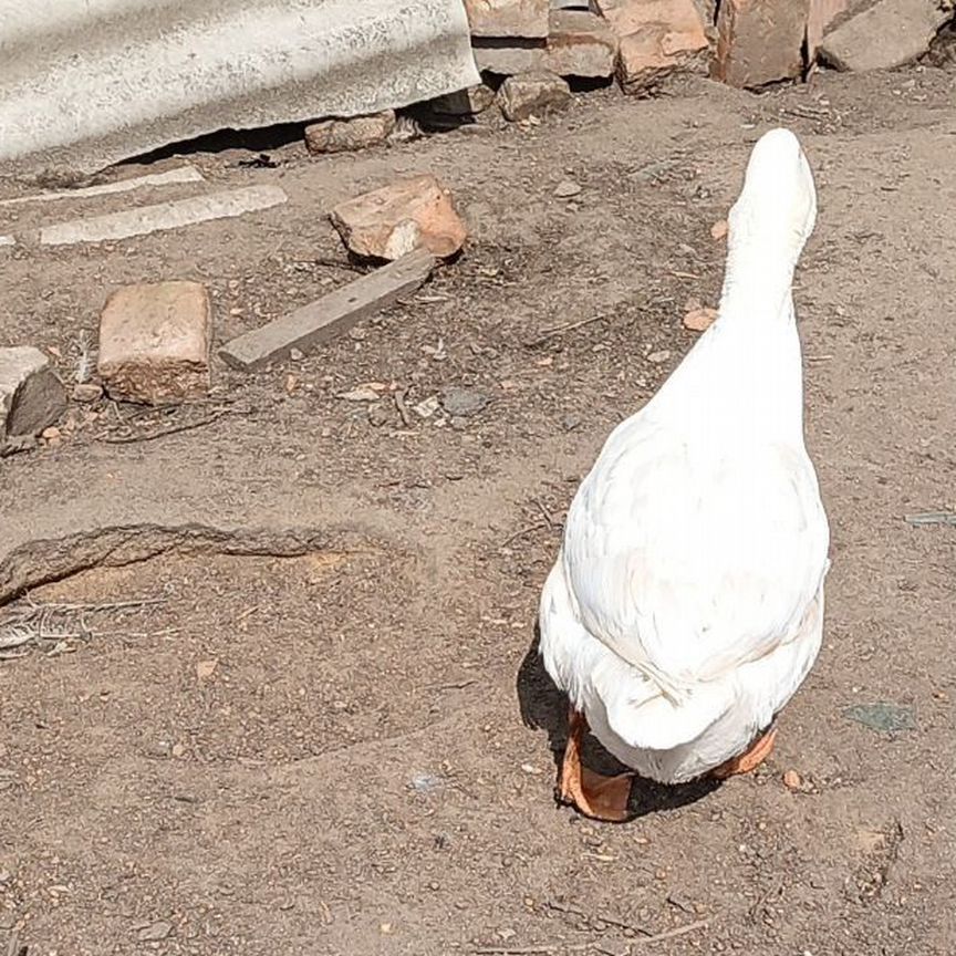 Гусовский линда