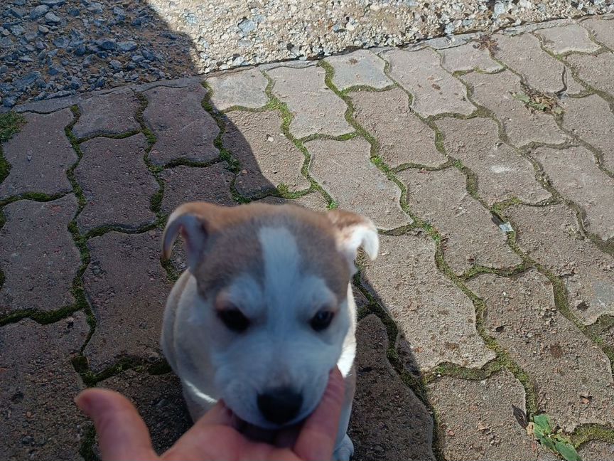 Отдам в добрые руки