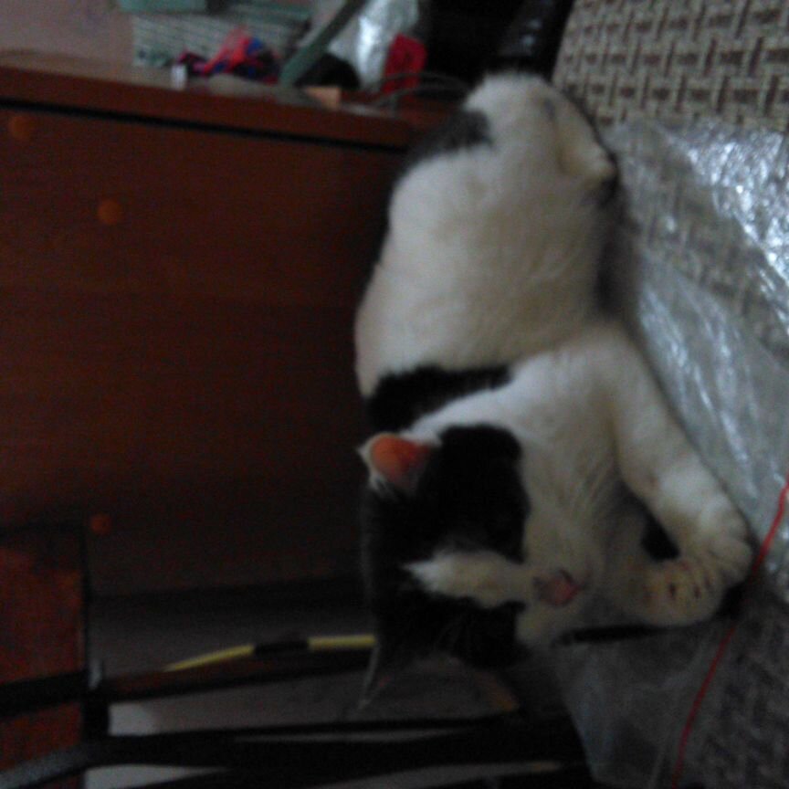 Отдам в добрые руки маленькую кошку 5 месяцев