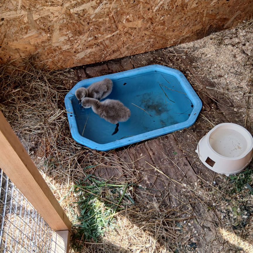 Черные лебеди-птенцы