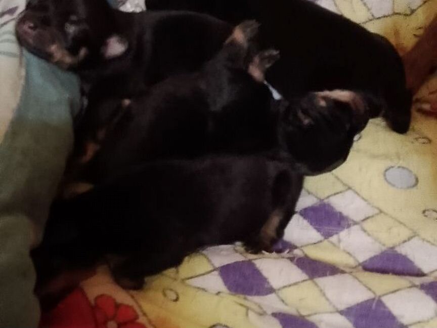 Той-терьер щенки