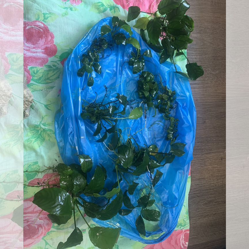 Анубиасы и криптокарины