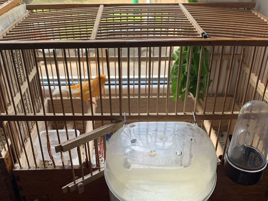 Кенара и пара чижей