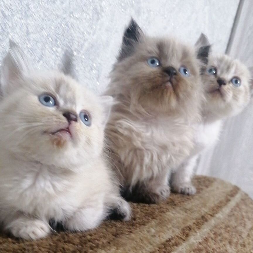 Котята отдам в добрые руки бесплатно