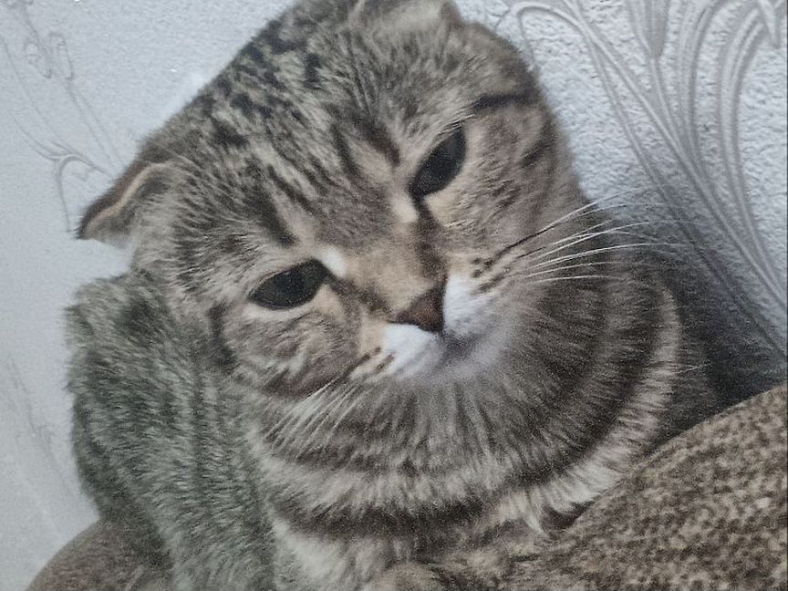 Отдам в добрые руки