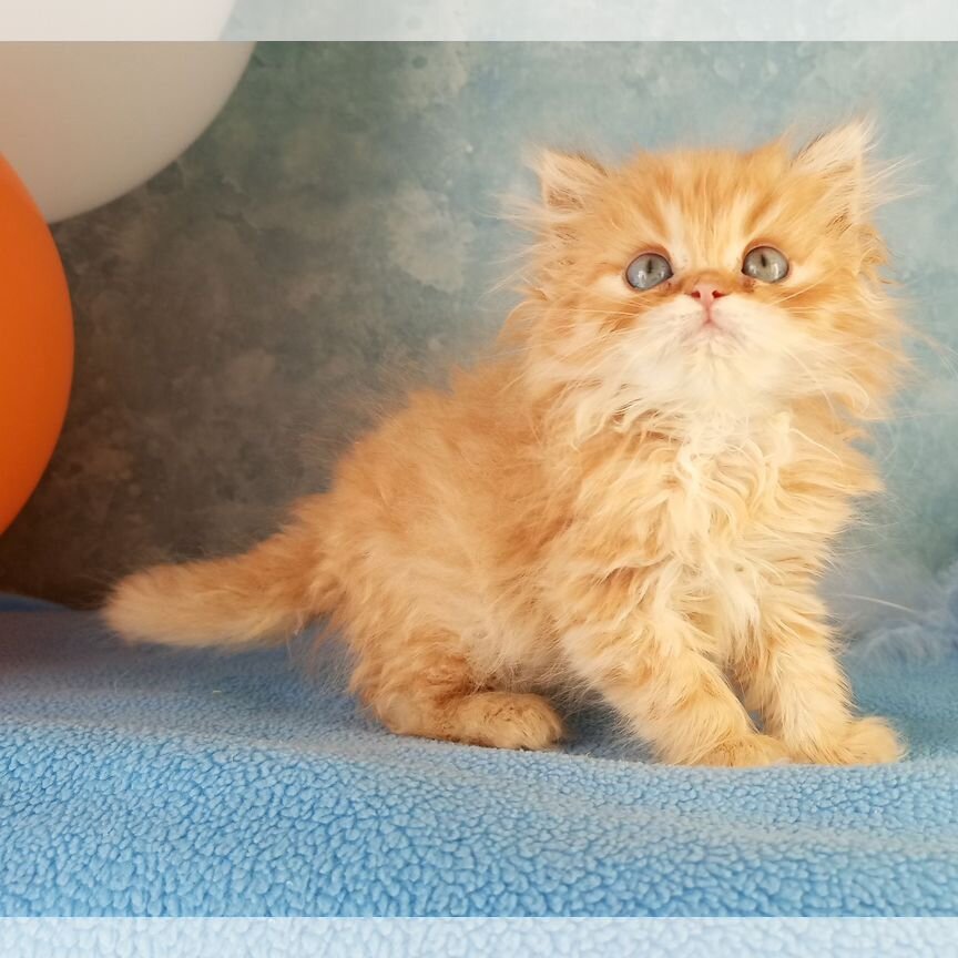 Британский длинношёрстный котёнок