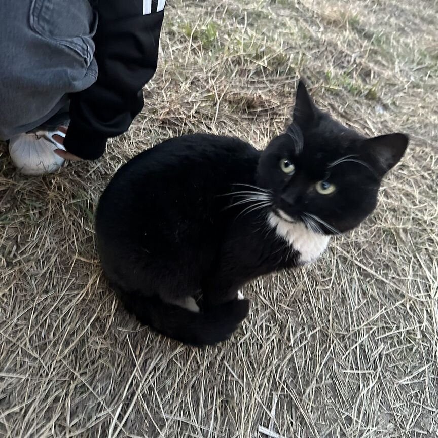 Котик ищет дом