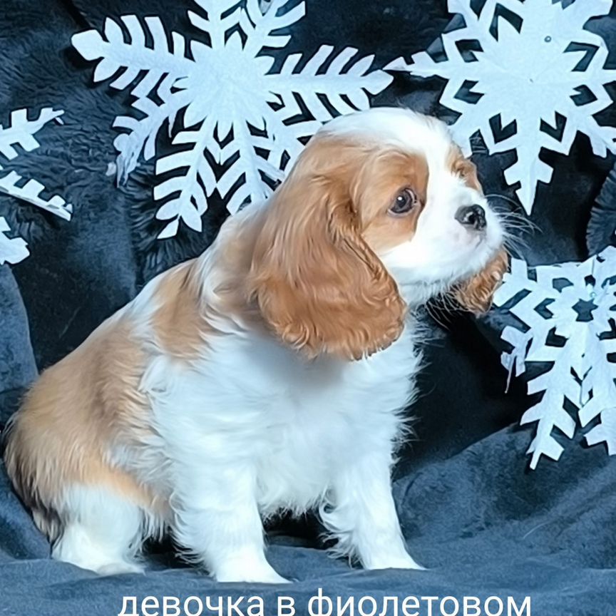Кавалер Кинг Чарльз Спаниель