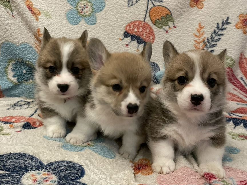 Щенки вельш-корги пемброк