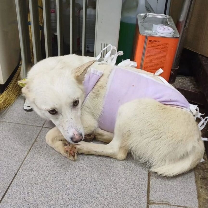 Собака Милашка в хорошую семью