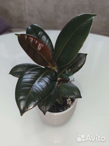 Фикус Эластика Мелани (Ficus Elastica Melanie) купить в Санкт ...