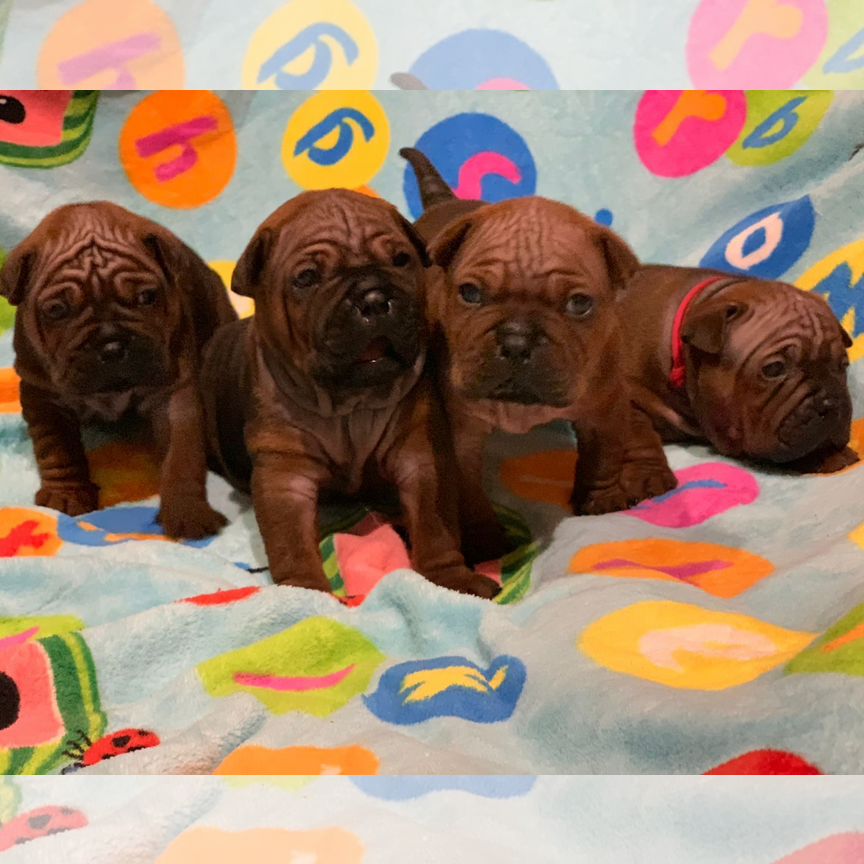 Чунцин, щенок