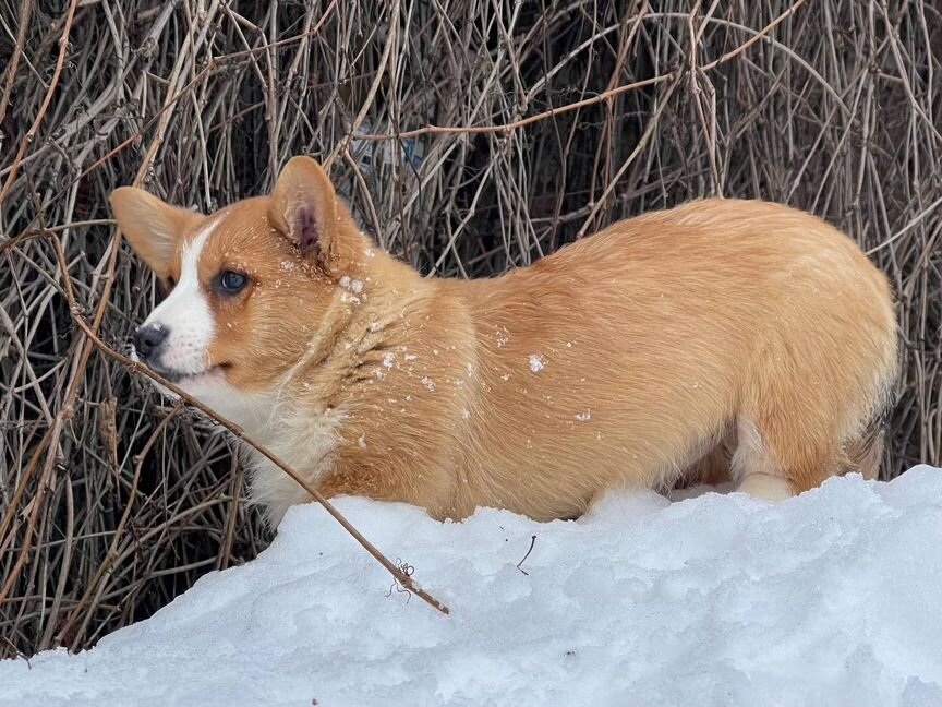 Щеночки Вельш-корги кардиган