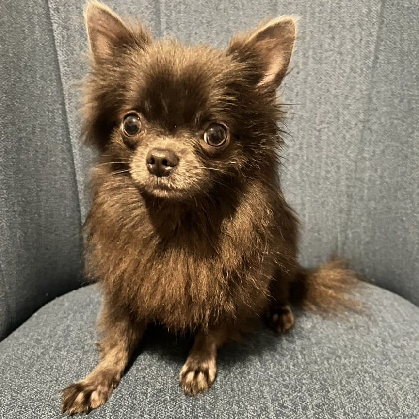 Чихуахуа, щенок