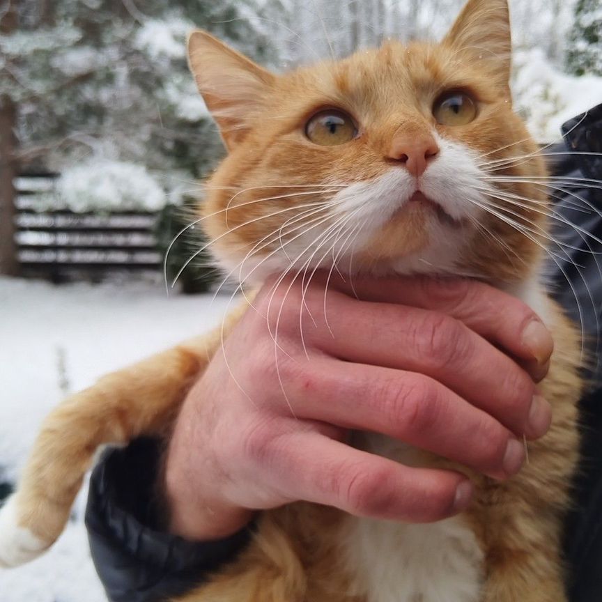 Замерзнет рыжий котик на даче