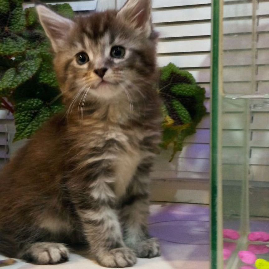 Мейн-кун котёнок