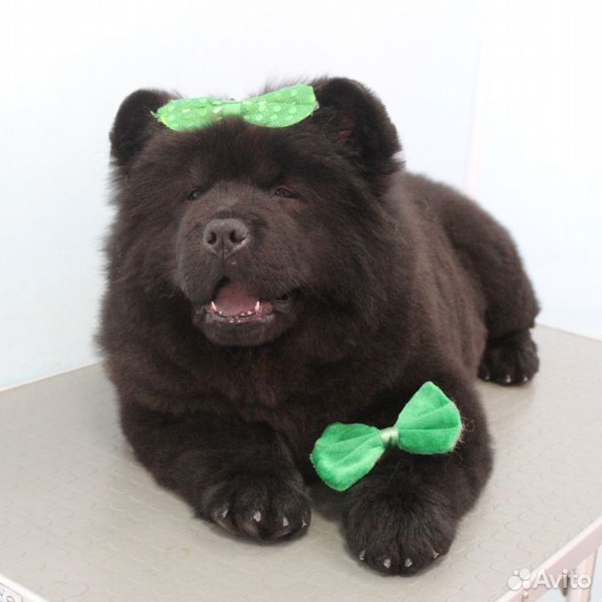 Чаушата пушистые комочки