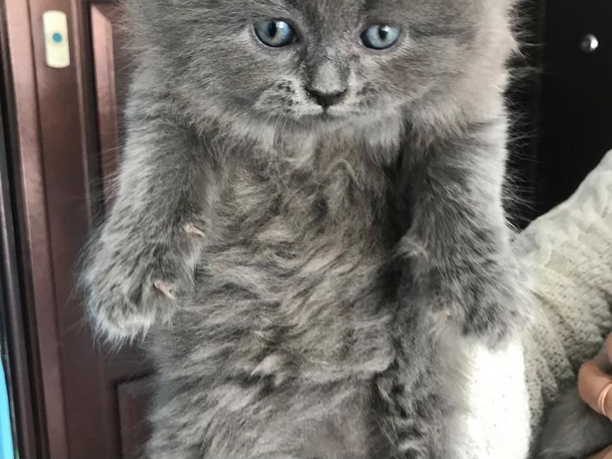 Два котика и кошечка британцы