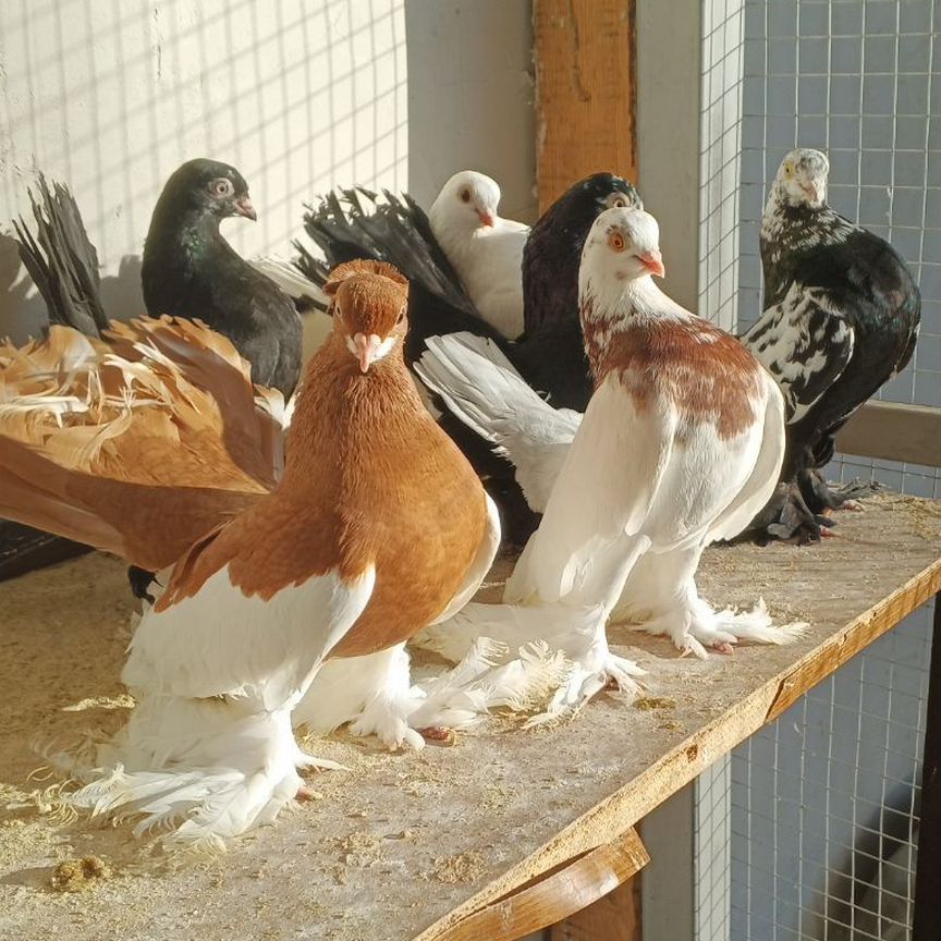 Продажа голубей