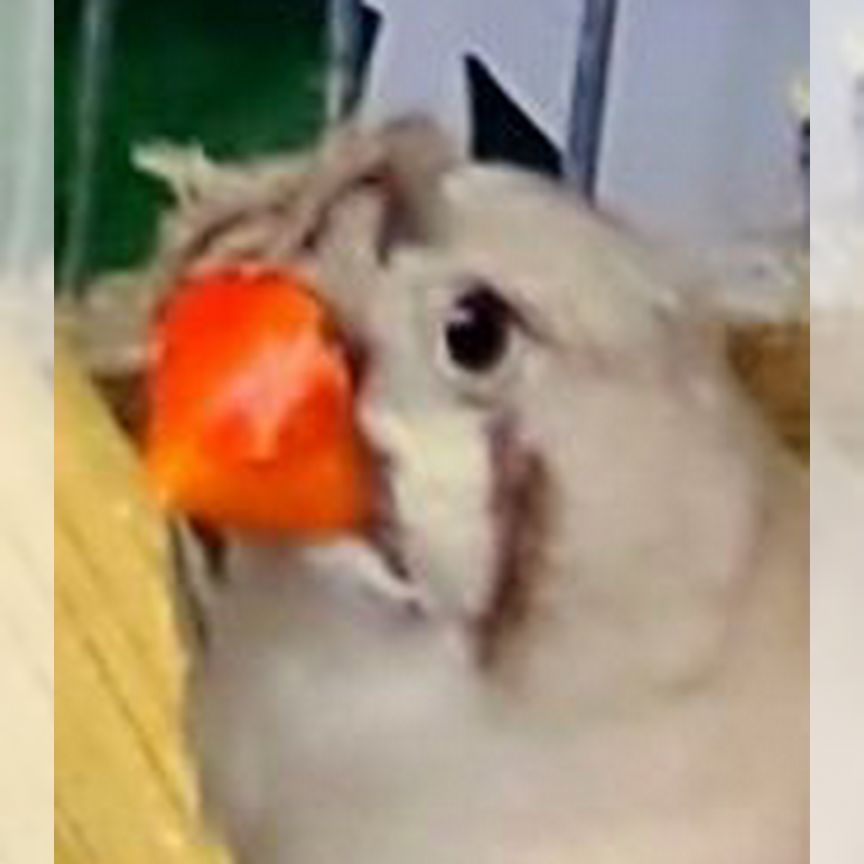 Зебровые амадины