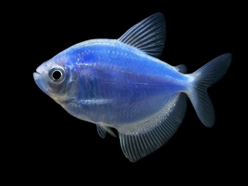 Рыба тернеция гло фиш