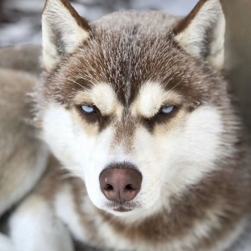 Сибирский хаски, вязка