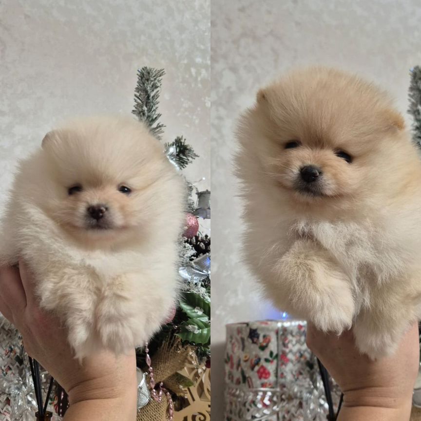 Померанский шпиц