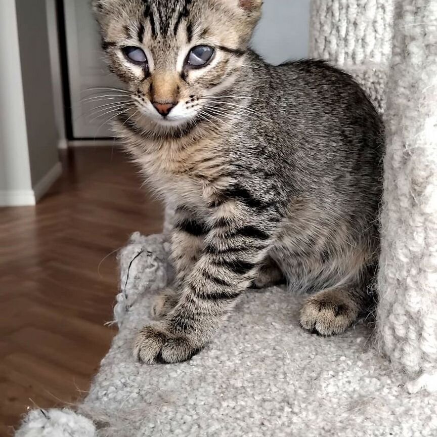 Котёнок Боня в добрые руки