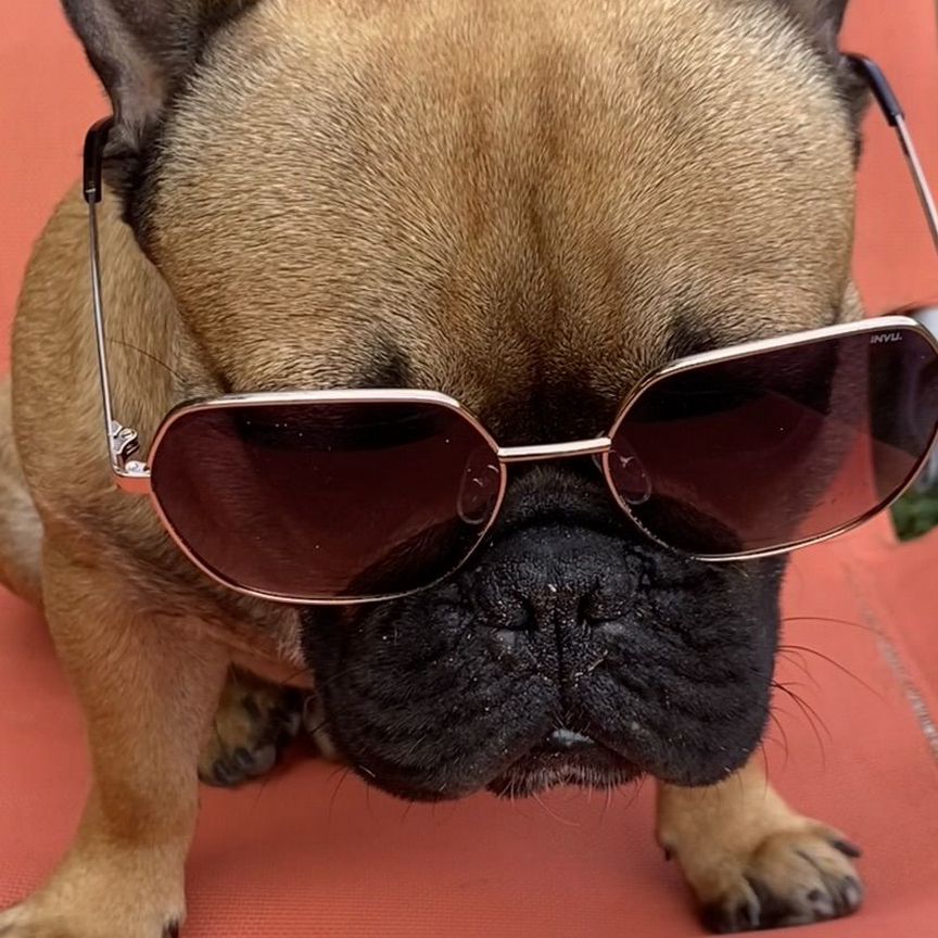 Джентельмен француз на вязку