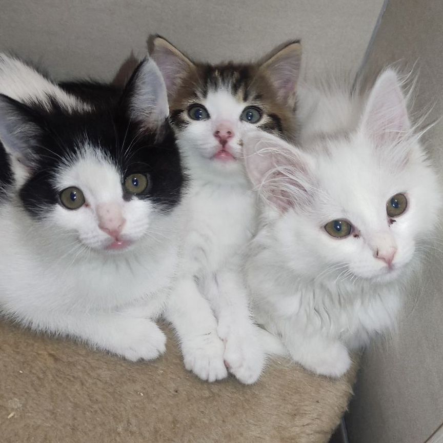 Мейн-кун котёнок