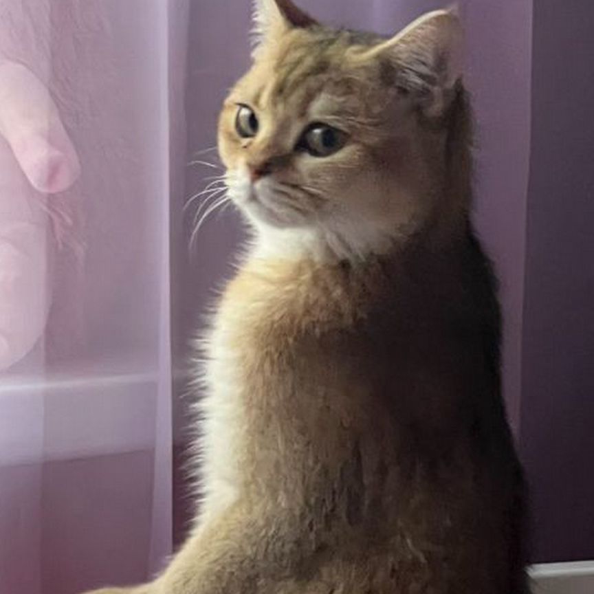 Британский короткошёрстный кот, вязка